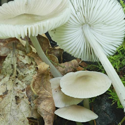 Mycena Niveipes Mushroom Identification, Habitat & Uses