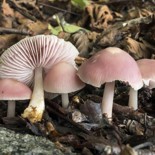 Rosy Bonnet (Mycena Rosea) Mushroom Identification, Habitat & Uses