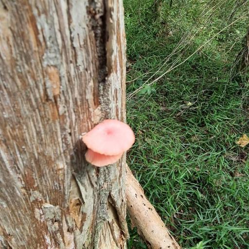 Mycena Roseilignicola Mushroom Identification, Habitat & Uses