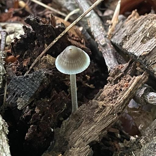 Mycena Subcaerulea Mushroom Identification, Habitat & Uses