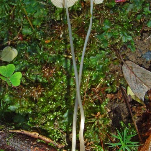 Devil's-fingers (Clathrus Archeri) Mushroom Identification, Habitat & Uses