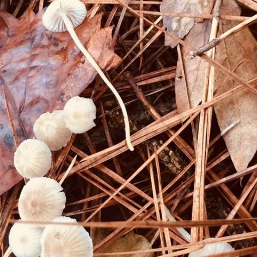 Mycena Vulgaris Mushroom Identification, Habitat & Uses