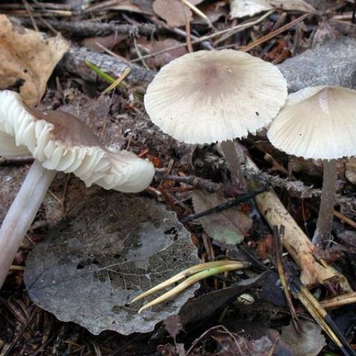 Mycena Zephirus Mushroom Identification, Habitat & Uses