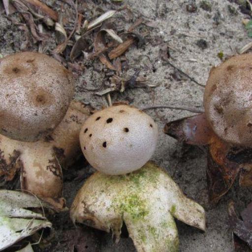 Pepper Pot (Myriostoma Coliforme) Mushroom Identification, Habitat & Uses