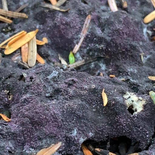 Nectriopsis Violacea Mushroom Identification, Habitat & Uses