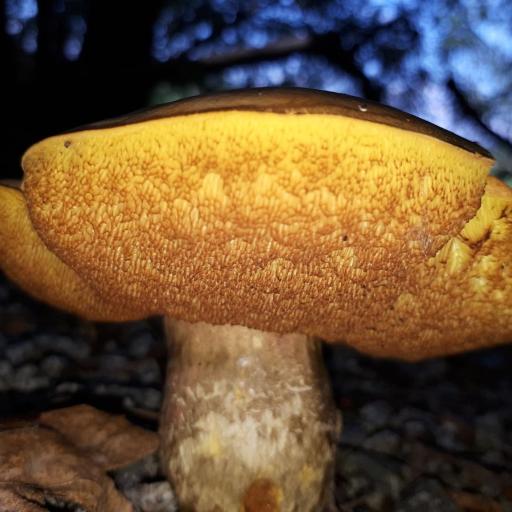 False Yellow Bolete (Neoboletus Xanthopus) Mushroom Identification ...