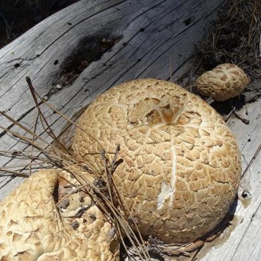 Giant Sawgill (Neolentinus Ponderosus) Mushroom Identification, Habitat ...