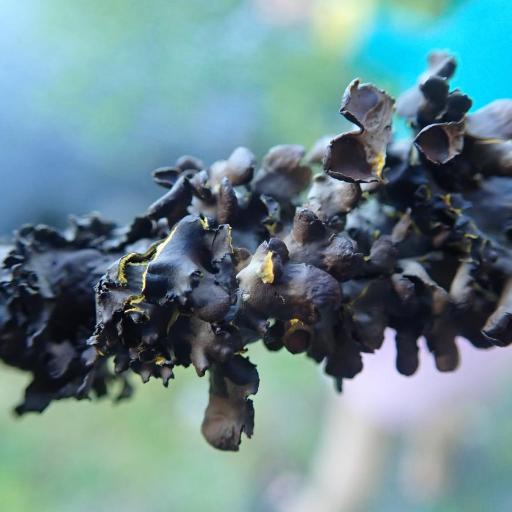 Mustard Kidney Lichen (Nephroma Laevigatum) Mushroom Identification ...