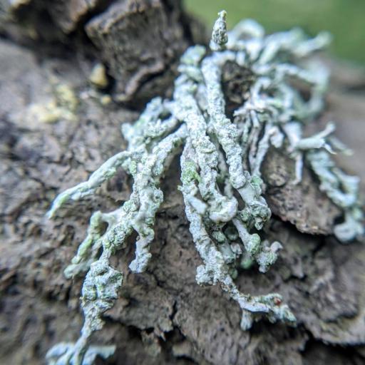 Powdery Sea-Fog Lichen (Niebla Cephalota) Mushroom Identification ...