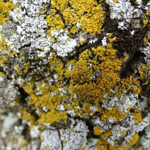 Oxneria Fallax Mushroom Identification, Habitat & Uses