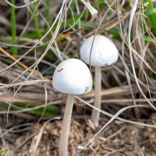 Panaeolus Antillarum Mushroom Identification, Habitat & Uses