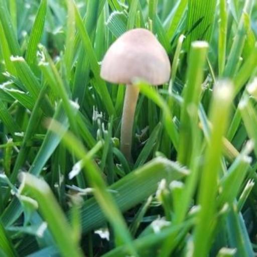 Banded Mottlegill (Panaeolus Cinctulus) Mushroom Identification ...