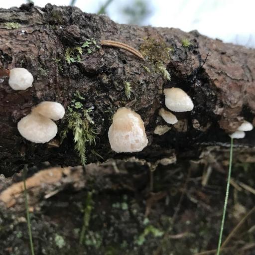 Elastic Oysterling (Panellus Mitis) Mushroom Identification, Habitat & Uses