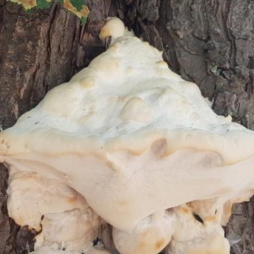 Snow Fungus (Tremella Fuciformis) Mushroom Identification, Habitat & Uses