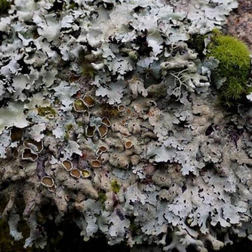 Salted Shield Lichen (Parmelia Saxatilis) Mushroom Identification ...
