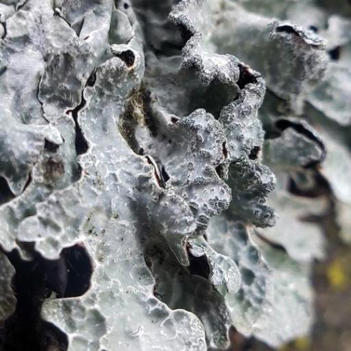 Shield Lichen (Parmelia Sulcata) Mushroom Identification, Habitat & Uses