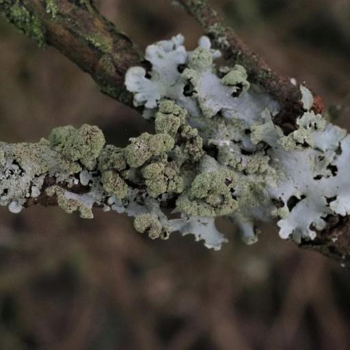 Pustulate Revolute Loop Lichen (Parmelinopsis Afrorevoluta) Mushroom ...