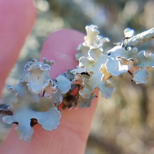 Pretty Ruffle (Parmotrema Austrosinense) Mushroom Identification ...