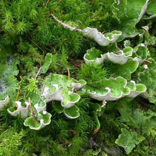 Freckled Pelt Lichen (Peltigera Aphthosa) Mushroom Identification ...