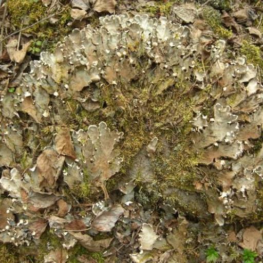 Dog Pelt Lichen (Peltigera Canina) Mushroom Identification, Habitat & Uses