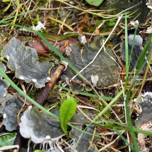 Membranous Pelt Lichen (Peltigera Membranacea) Mushroom Identification ...