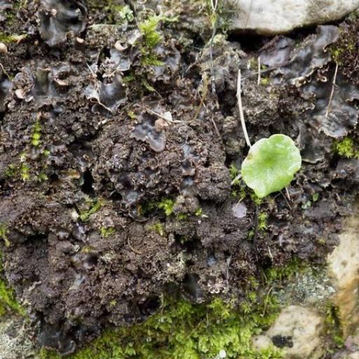 Scaly Pelt Lichen (Peltigera Praetextata) Mushroom Identification ...