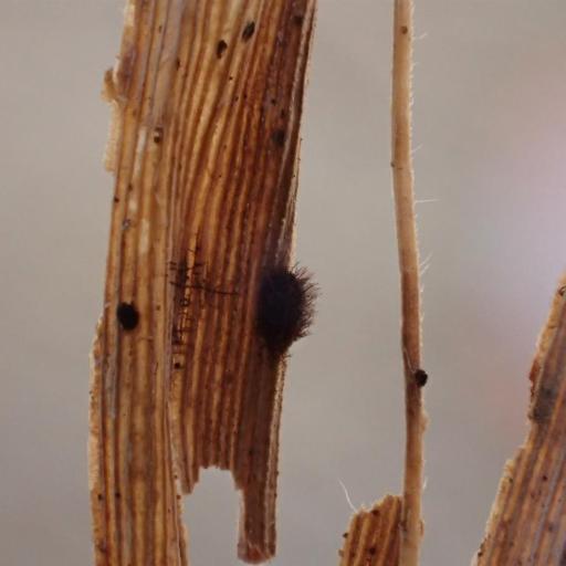 Periconia Mushroom Identification, Habitat & Uses