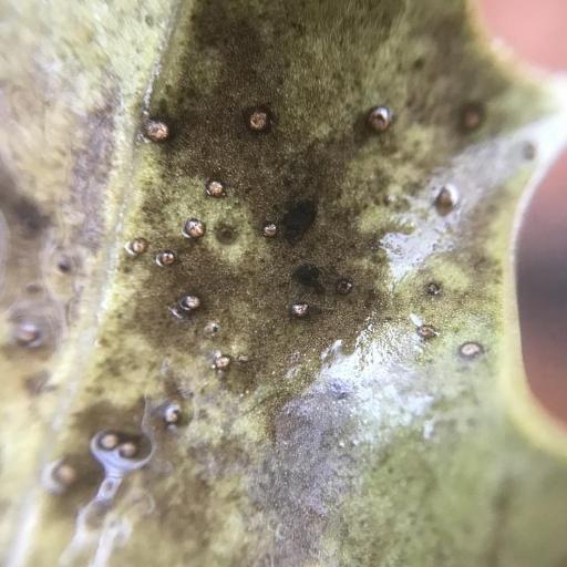 Phacidium Lauri Mushroom Identification, Habitat & Uses