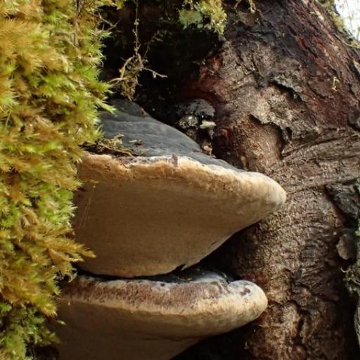 Willow Bracket (Phellinus Igniarius) Mushroom Identification, Habitat & Uses