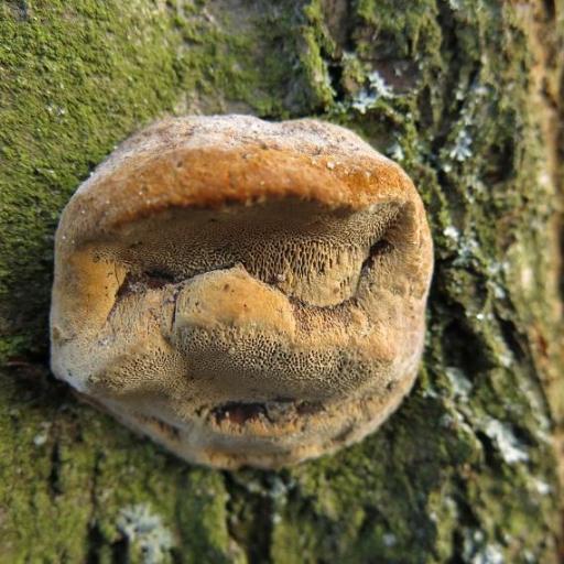 Cushion Bracket (Phellinus Pomaceus) Mushroom Identification, Habitat ...
