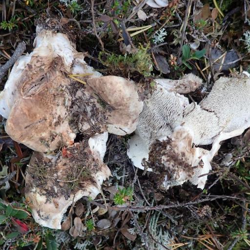 Drab Tooth (Phellodon Fuligineoalbus) Mushroom Identification, Habitat ...