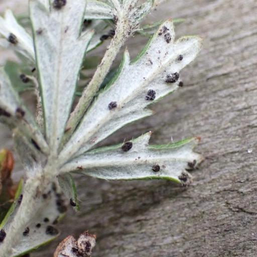 Cinquefoil Rust (Phragmidium Potentillae) Mushroom Identification ...