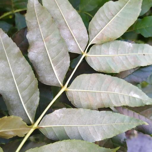 Phyllactinia Fraxini Mushroom Identification, Habitat & Uses