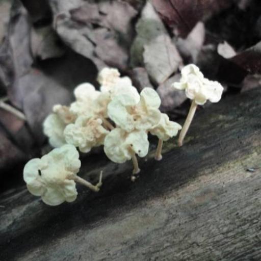 Bladder Stalks (Physalacria Inflata) Mushroom Identification, Habitat ...