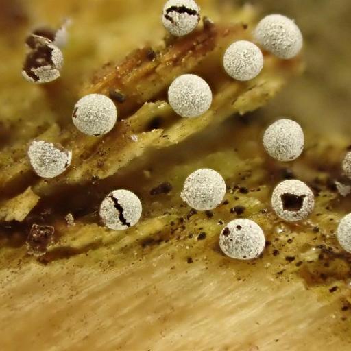 Physarum Leucophaeum Mushroom Identification, Habitat & Uses