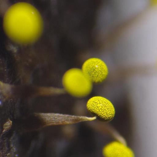 Physarum Viride Mushroom Identification, Habitat & Uses