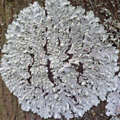 Physcia Tribacioides Mushroom Identification, Habitat & Uses