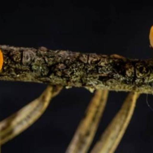 Deathcap (Amanita Phalloides) Mushroom Identification, Habitat & Uses