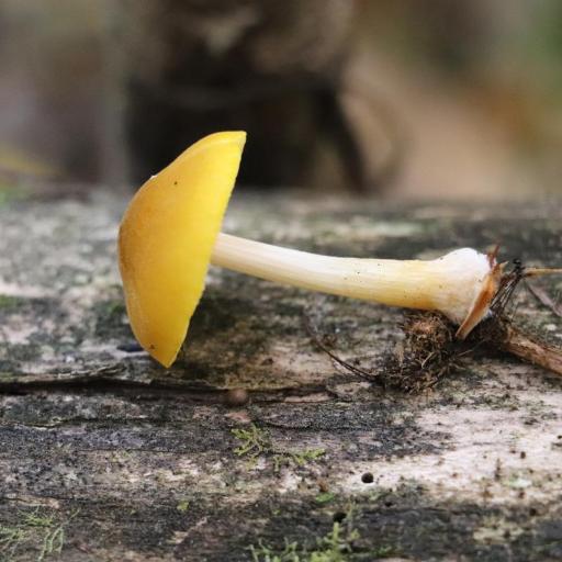 Yellow Shield (Pluteus Chrysophaeus) Mushroom Identification, Habitat ...