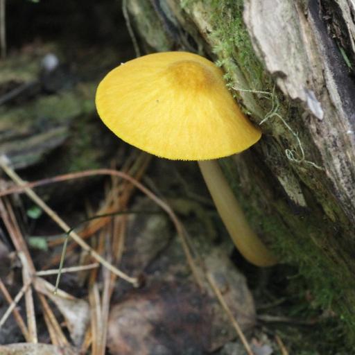 Lion Shield (Pluteus Leoninus) Mushroom Identification, Habitat & Uses