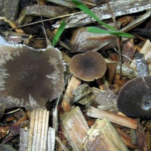 Dwarf Shield (Pluteus Nanus) Mushroom Identification, Habitat & Uses
