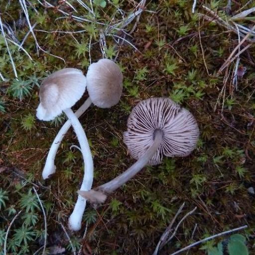 Pluteus Semibulbosus Mushroom Identification, Habitat & Uses
