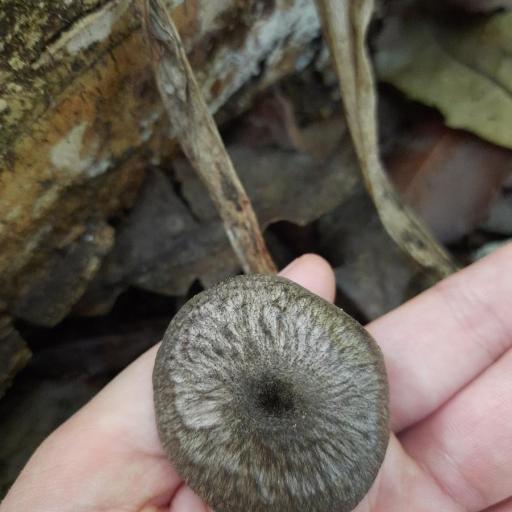Pluteus Velutinornatus Mushroom Identification, Habitat & Uses