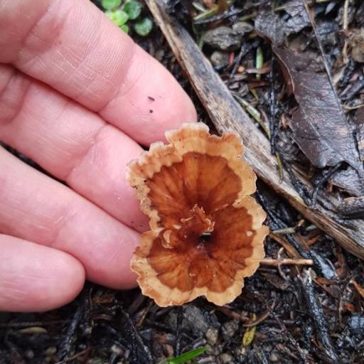 Wine Glass Fungus (Podoscypha Petalodes) Mushroom Identification ...
