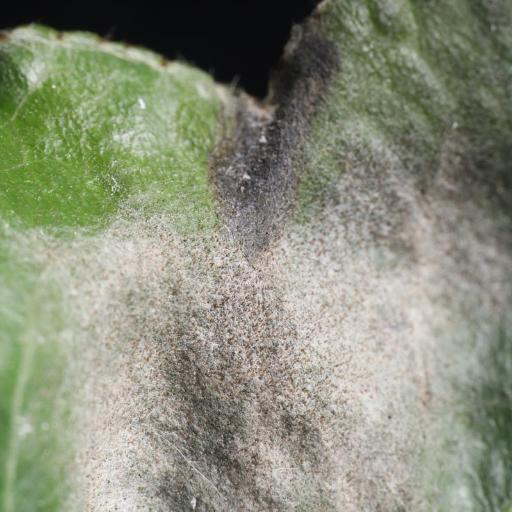 Apple Powdery Mildew (Podosphaera Leucotricha) Mushroom Identification ...