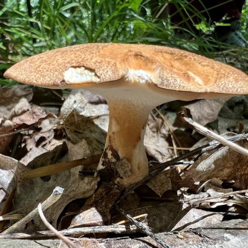 Rooting Polypore (Polyporus Radicatus) Mushroom Identification, Habitat ...