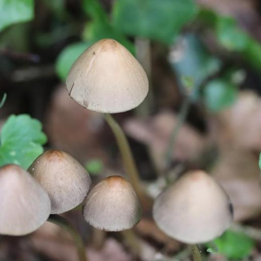 Conical Brittlestem (Psathyrella Conopilus) Mushroom Identification ...