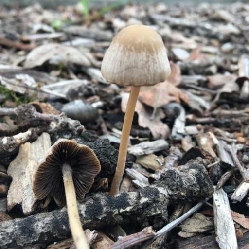 Red Edge Brittlestem (Psathyrella Corrugis) Mushroom Identification ...