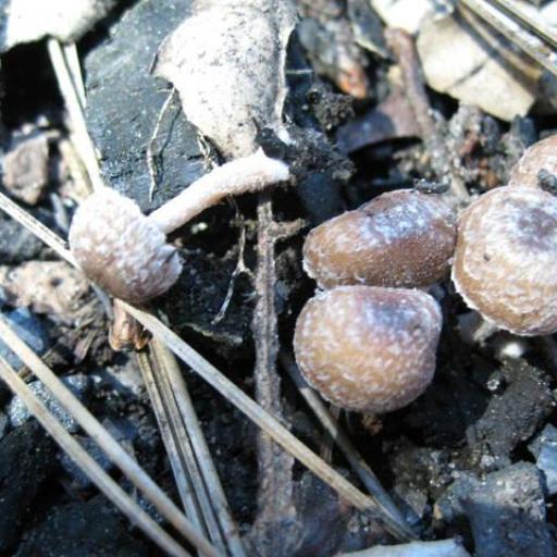 Psathyrella Pennata Mushroom Identification, Habitat & Uses