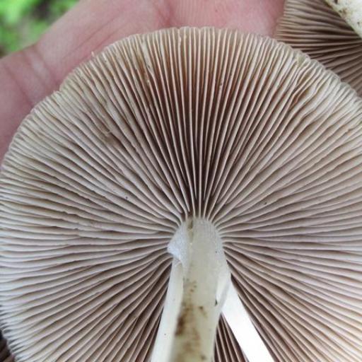 Spring Brittlestem (Psathyrella Spadiceogrisea) Mushroom Identification ...